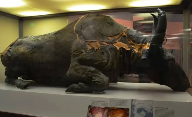 Misteri Daging Purba! Bison 36.000 Tahun Ini Nyaris Jadi Santapan ...